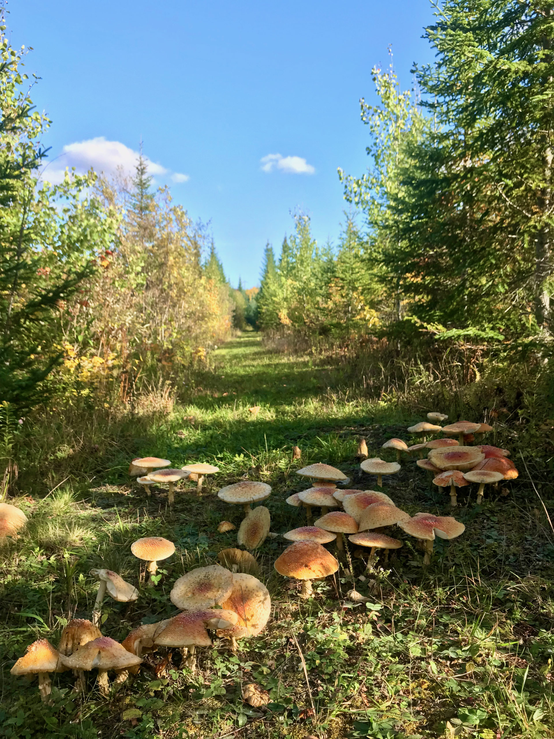 MAPLE — A Photo Essay – Stephen J. Torrence